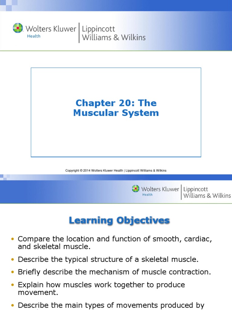 Medical Terminology Slides: Musculatory System | PDF | Muscle ...