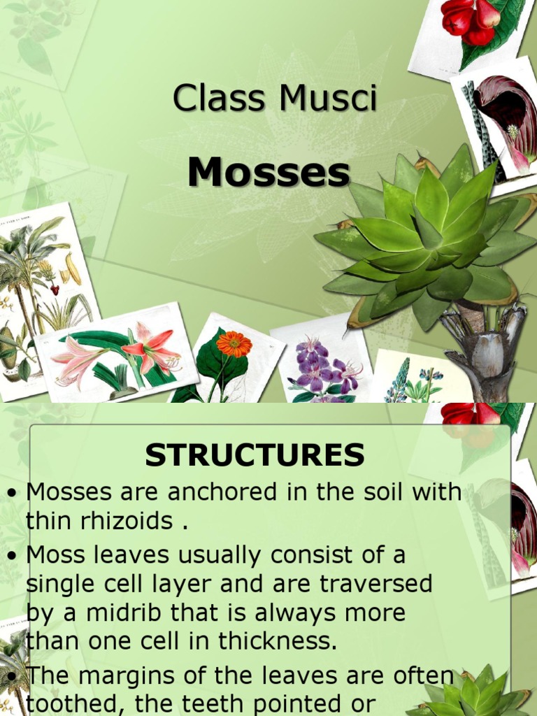 Class Musci | Moss | Plants