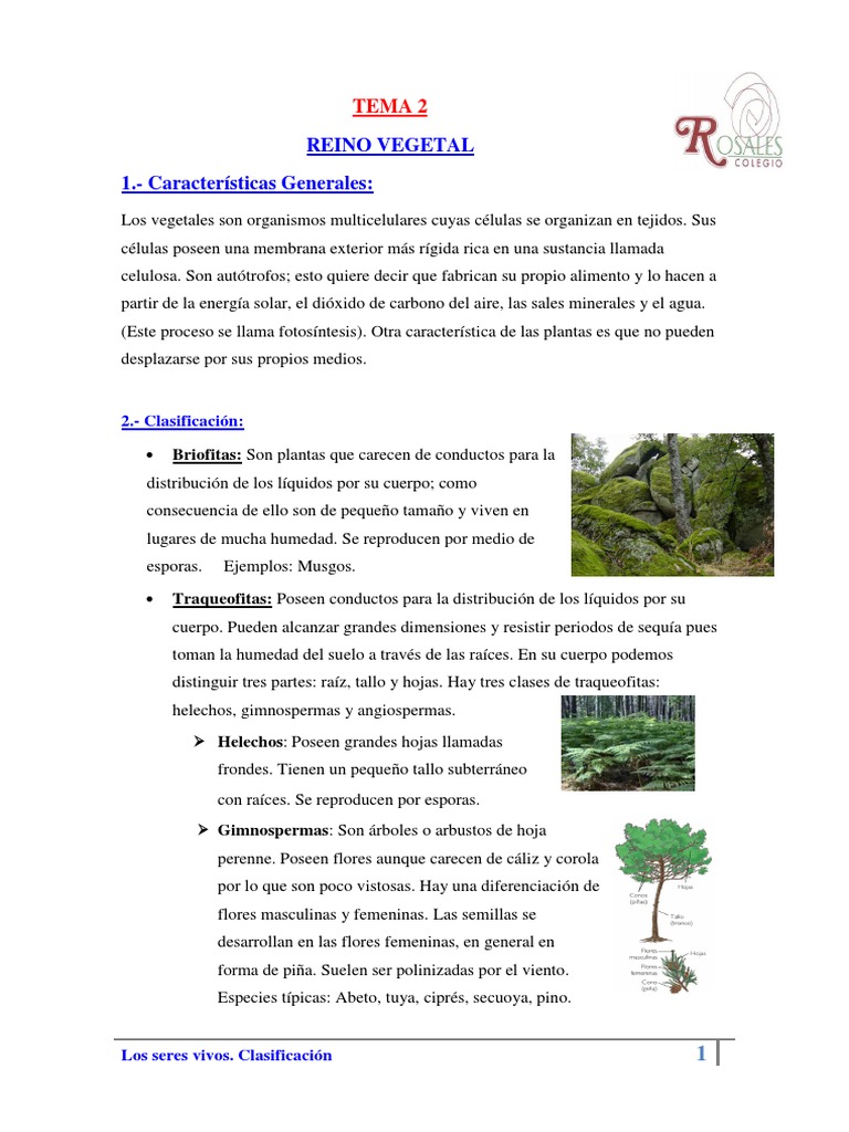 Clasificación y características del reino vegetal | PDF | Plantas | Hoja