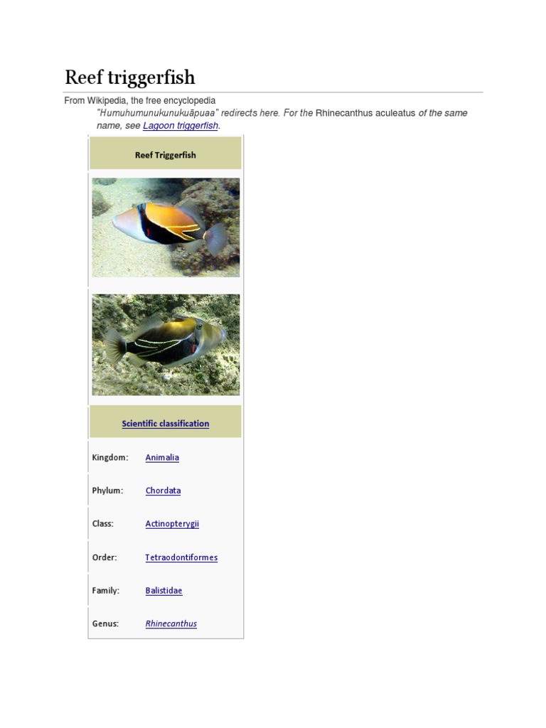 Reef Triggerfish | PDF | Fish | Aquatic Vertebrates
