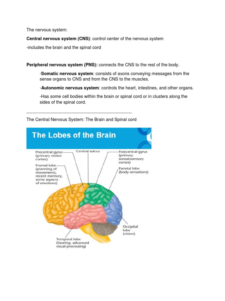 The Nervous System, Notes | Nervous System | Central Nervous System