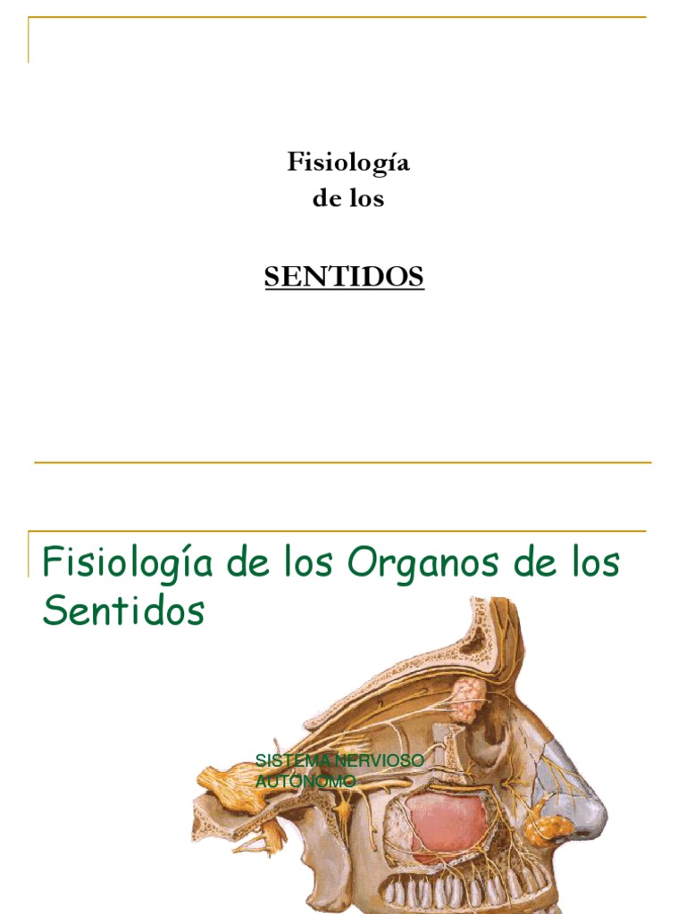 12 - Fisiologia Sistema Nervioso Sentidos | PDF | Percepción visual ...