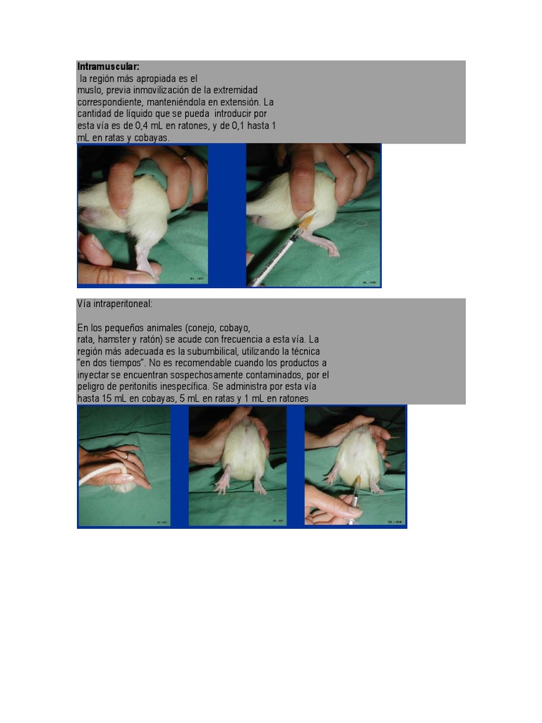 Intramuscular Ratas Ratones | PDF