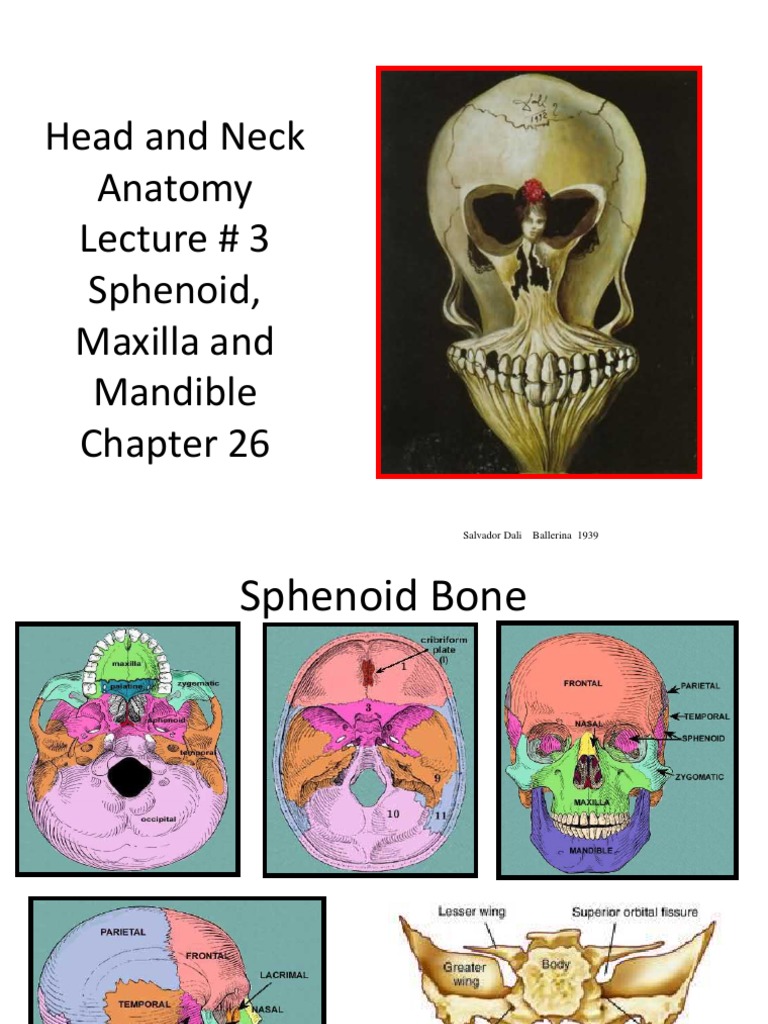Head and Neck Anatomy Lecture # 3 Sphenoid, Maxilla and Mandible | PDF ...