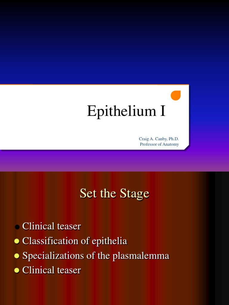 Understanding Epithelial Tissue Types | PDF | Epithelium | Animal Anatomy