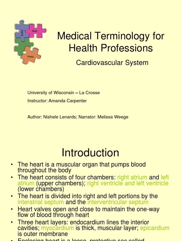 Medical Terminology Cardiovascular System | PDF | Echocardiography | Heart