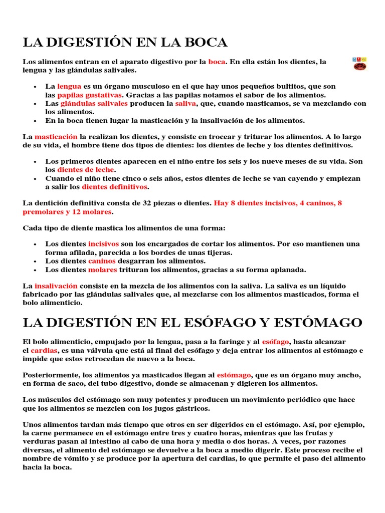 Digestión en la Boca: Proceso y Función | PDF | Digestión | Intestino ...