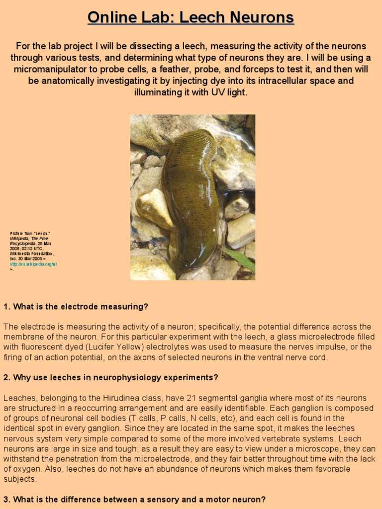U3 - Lab Project Leech Neurons | PDF | Neuron | Nerve