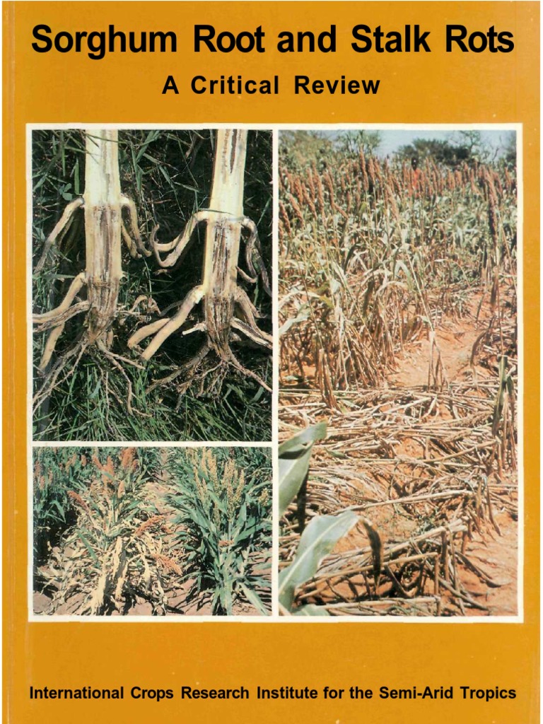 Sorghum Root and Stalk Rots | Plant Pathology | Photosynthesis