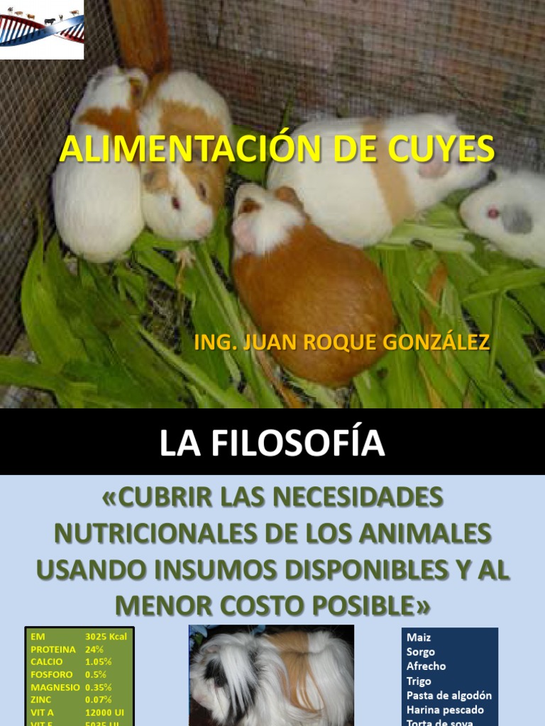 Alimentacion de Cuyes | PDF | Alimentos | Nutrición