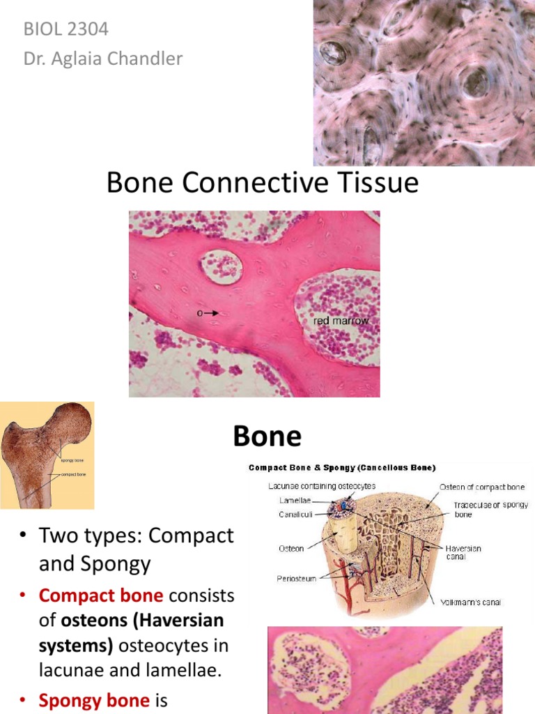 Bone Tissue-Growth and Development | PDF | Bone | Osteoblast