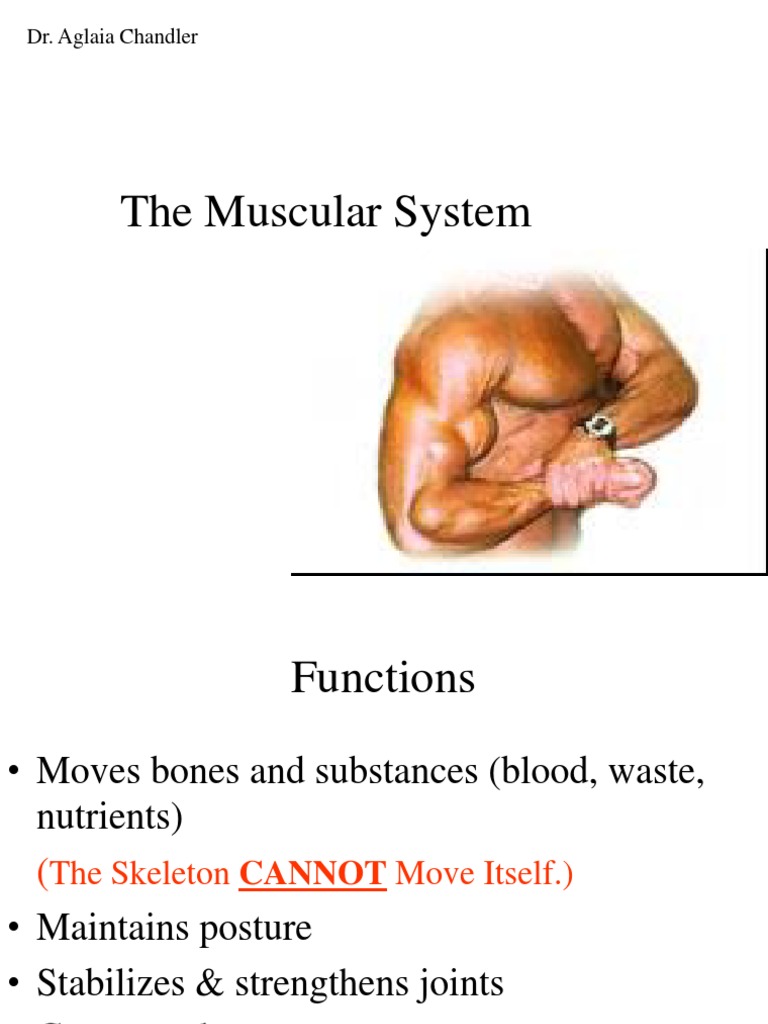The Muscular System | PDF | Muscle Contraction | Actin