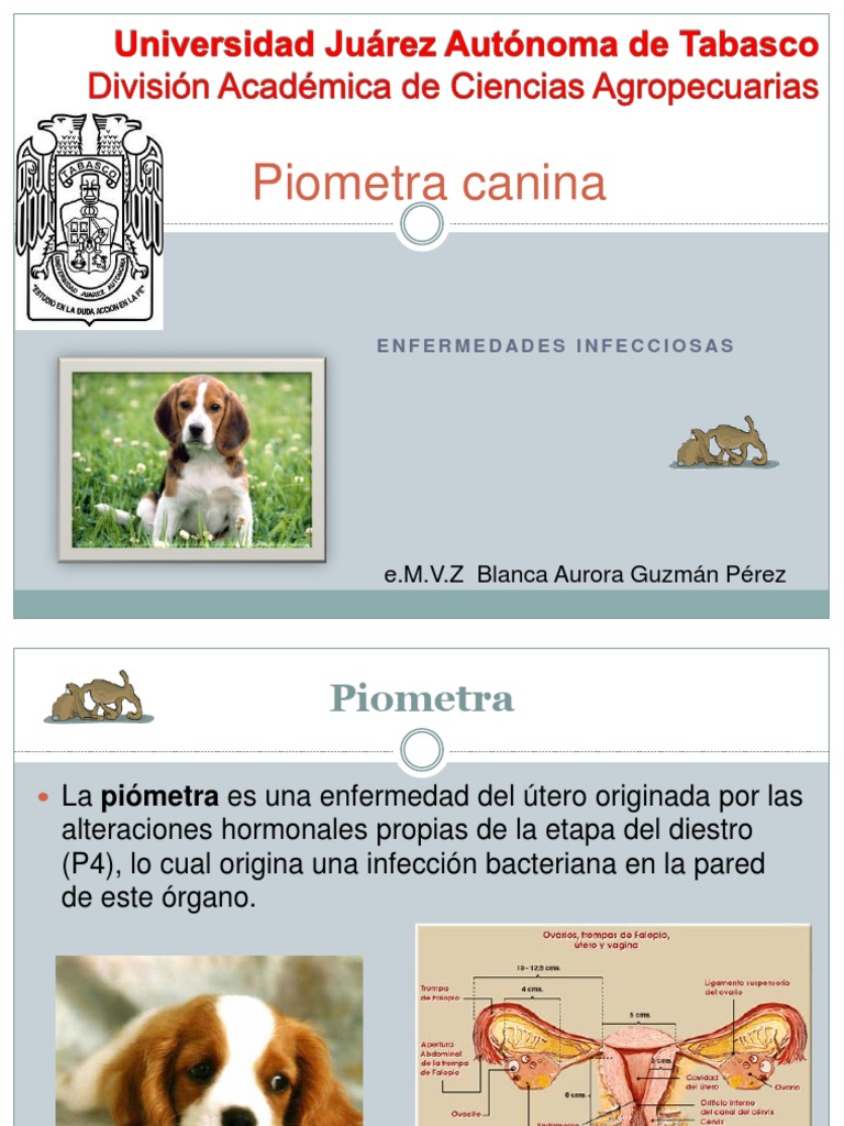 Piometra Canina | PDF | Especialidades Medicas | Reproducción