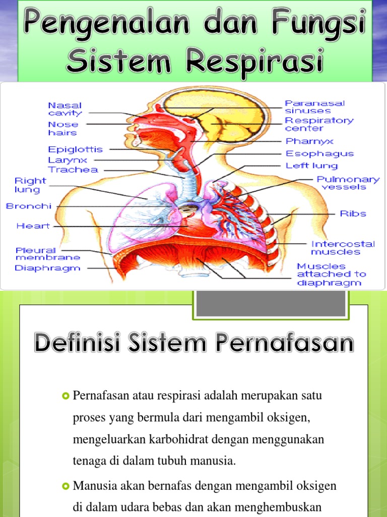 Pengenalan Dan Fungsi Sistem Respirasi Bahagian1 | PDF
