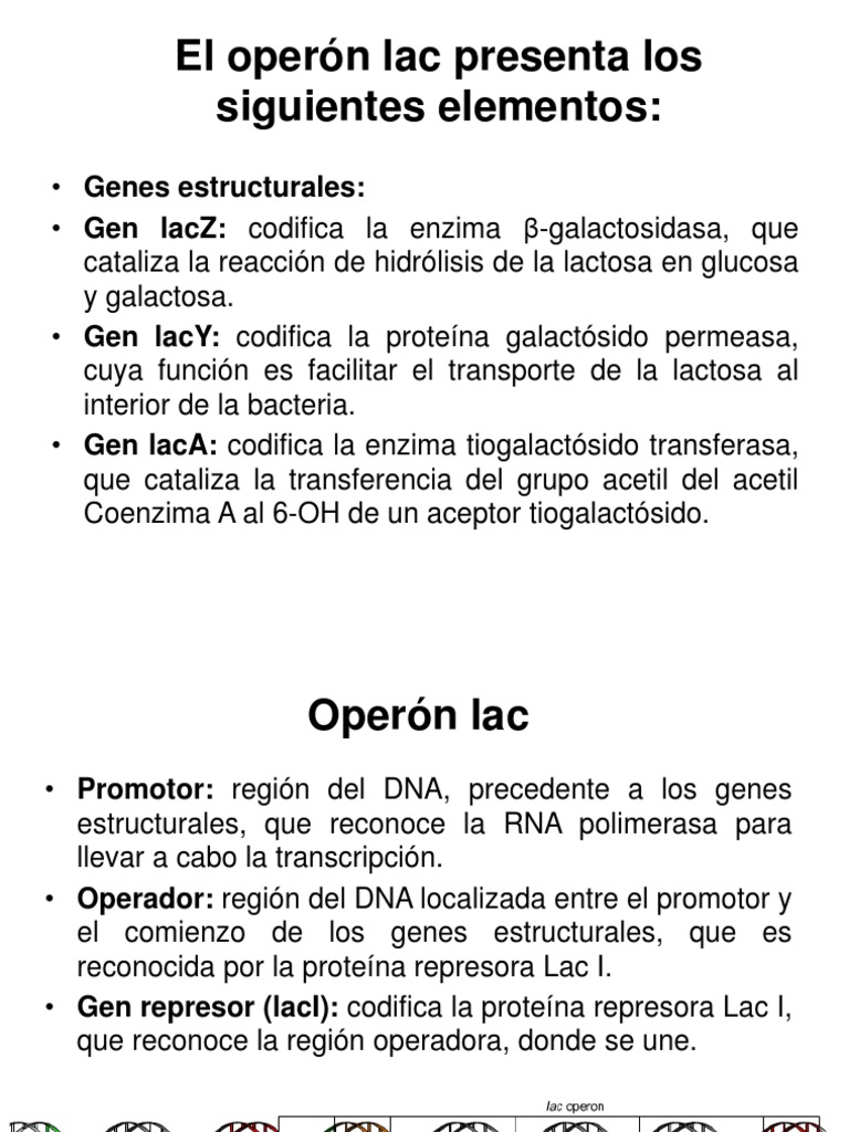 Mutaciones Operon Lac | PDF | Mutación | Bioquímica