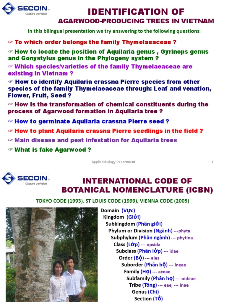 Identification of Agarwood-Producing Trees (Summary) | PDF | Plants | Taxa