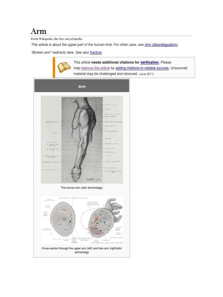 Anatomy of the Human Arm | PDF | Arm | Musculoskeletal System