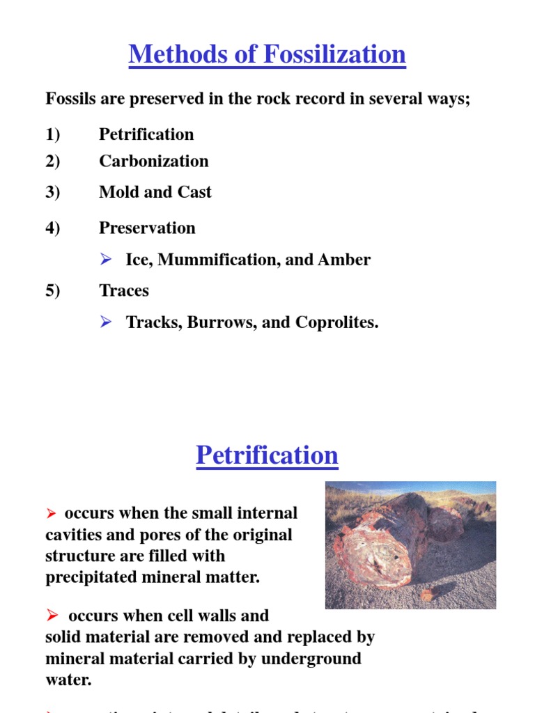 Methods of Fossilization | Sedimentary Rock | Fossil