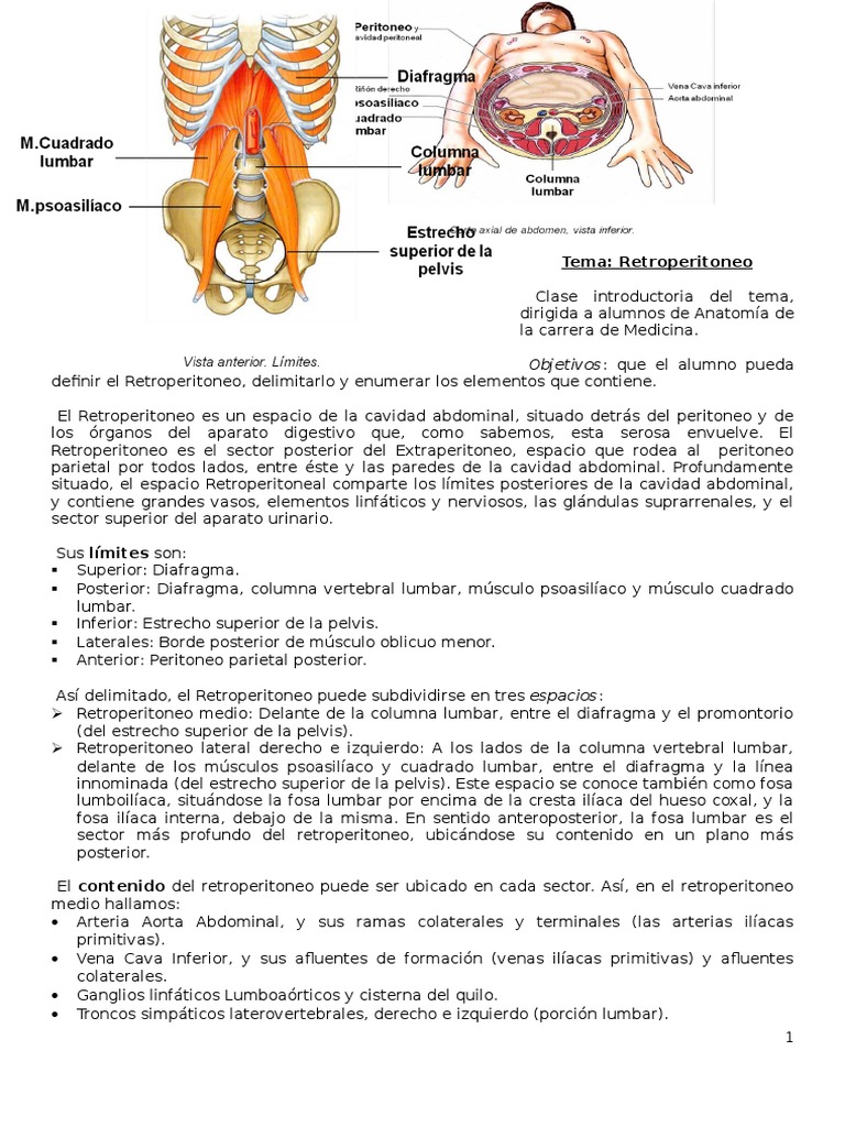 Introducción al Retroperitoneo en Anatomía | PDF | Abdomen | Riñón