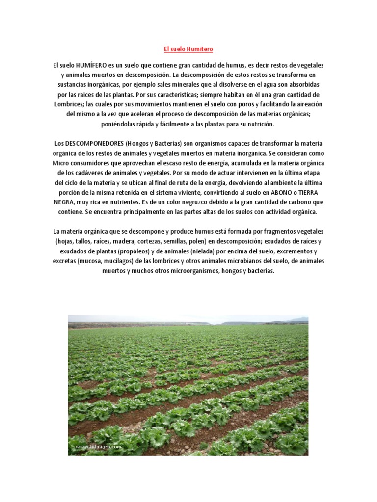 El suelo humífero: Características, formación y descomposición del ...
