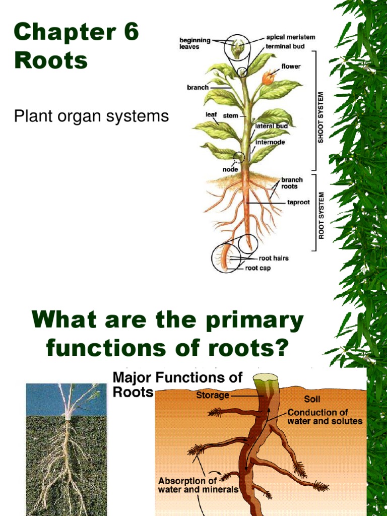 Botany-Ch06-roots.ppt | Root | Plant Morphology