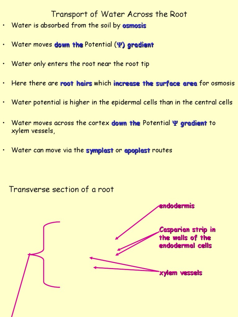 Transport of Water in Plants | PDF | Root | Plant Morphology