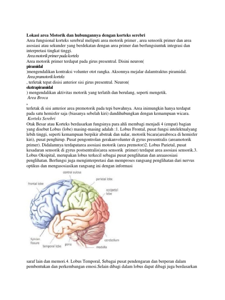 Lokasi Area Motorik Dan Hubungannya Dengan Korteks Serebri | PDF