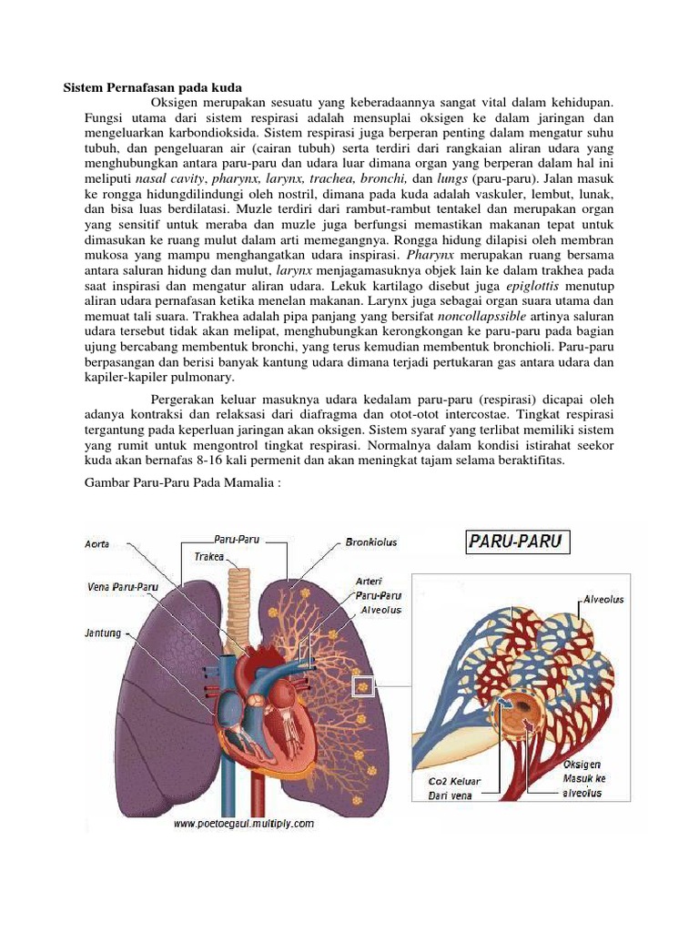 Sistem Pernafasan Pada Kuda | PDF