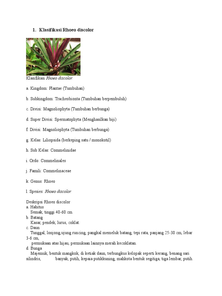 Klasifikasi Rhoeo Discolor | PDF