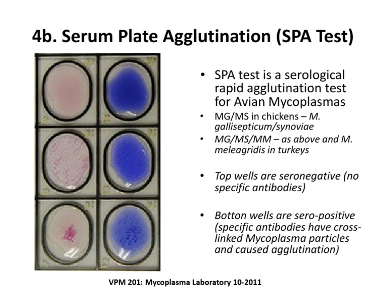 Serum Plate Agglutination Test for Mycoplasmas | PDF