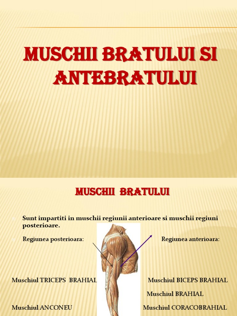 Muschii Bratului Si Antebratul L.buliga Anamaria | PDF