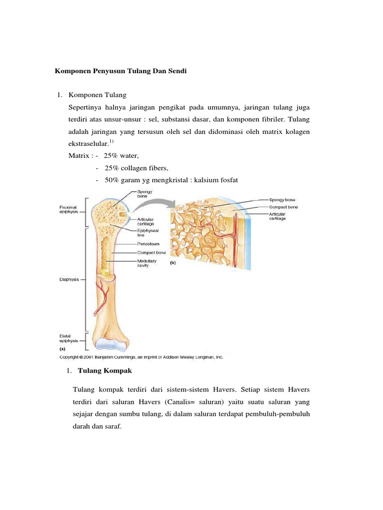 Komponen Penyusun Tulang Dan Sendi | PDF
