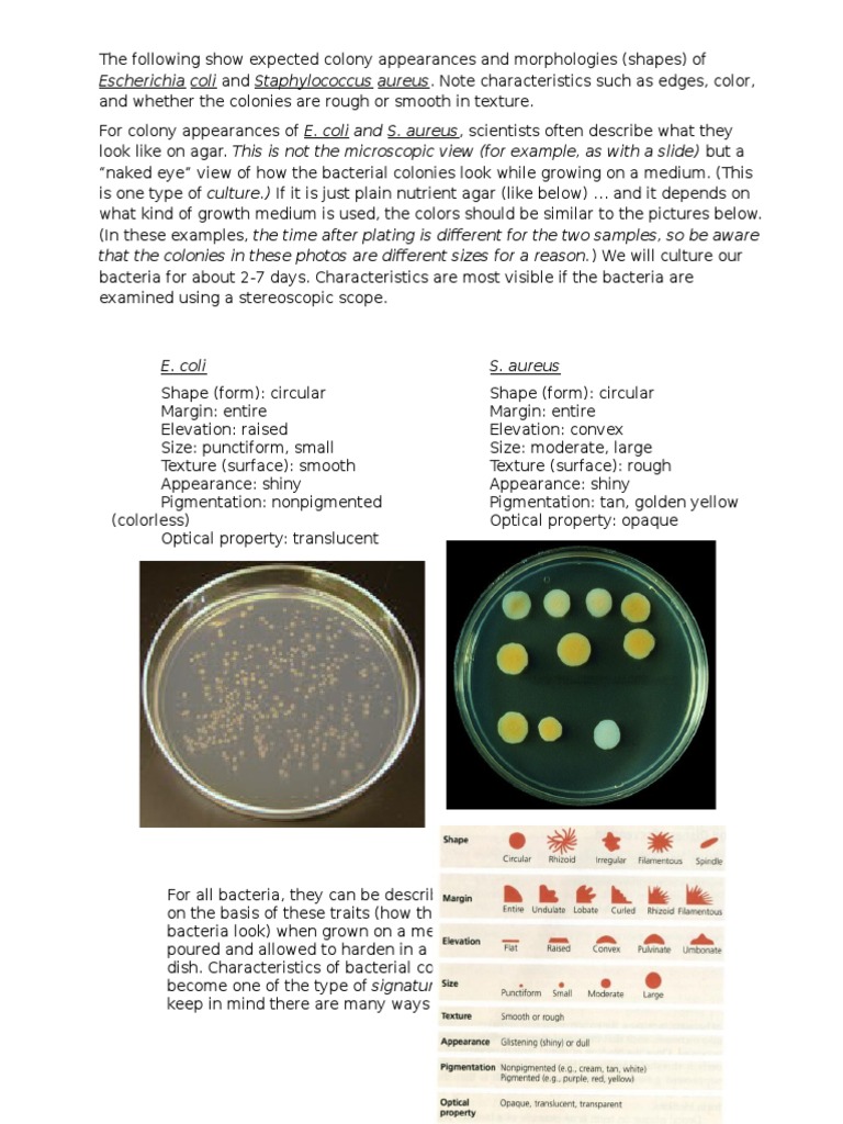 Bacteria Colony Appearance Morphology | Growth Medium | Bacteria Bacteria Colony Appearance Morphology | Growth Medium | Bacteria