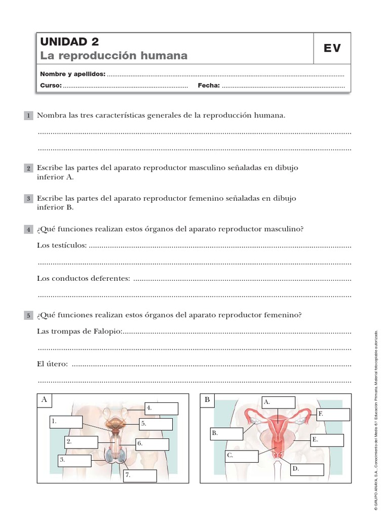 La Reproducción Humana: Unidad 2 EV | PDF