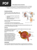 Label The Nephron Worksheet | PDF