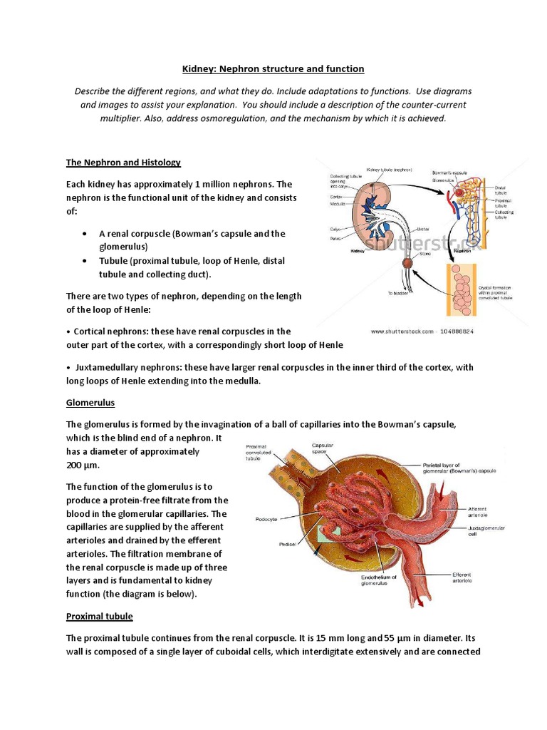 Nephron Structure and Function Overview | PDF | Kidney | Angiotensin