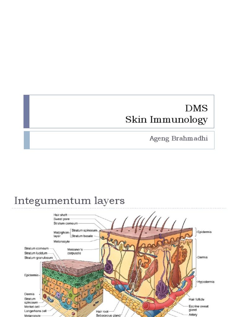 Skin Immunology Overview by Ageng Brahmadhi | PDF