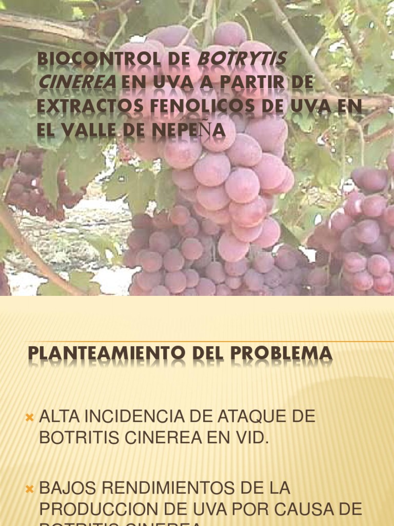 Botrytis Cinerea: Biocontrol de en Uva A Partir de Extractos Fenolicos de Uva en El Valle de ...