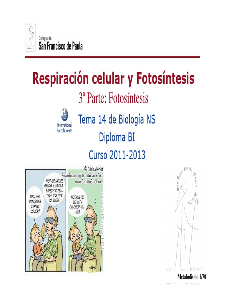 GTP - T14.Respiración Celular y Fotosíntesis - (3 Parte - Fotosíntesis ...