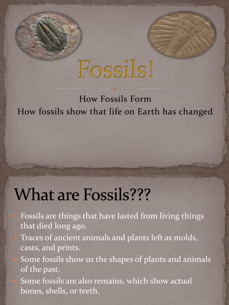 Understanding Fossil Formation Process | PDF | Social Science | Science ...