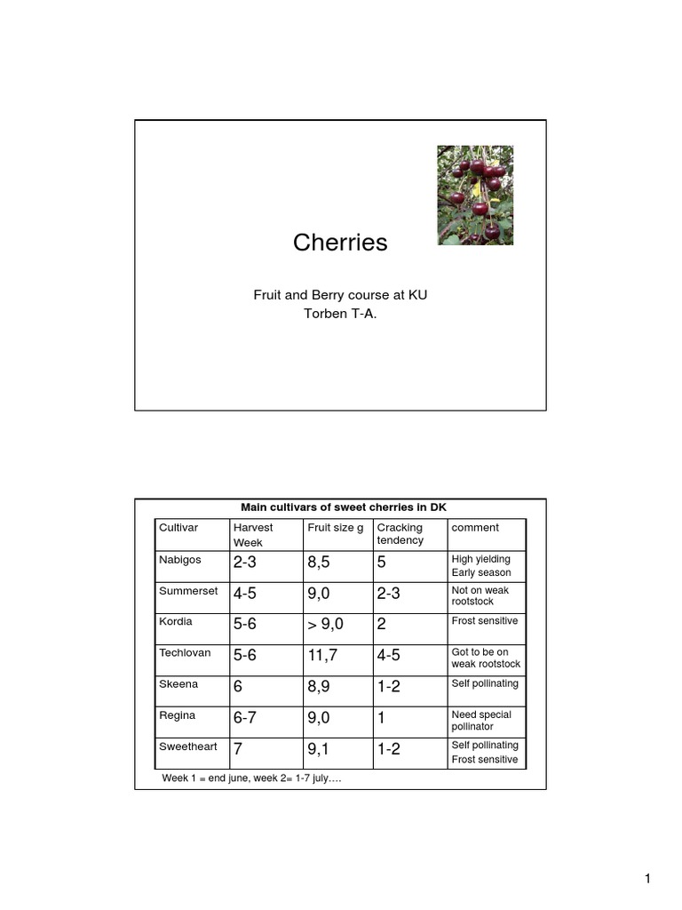Cherries: Fruit and Berry Course at KU Torben T-A | PDF | Cooking, Food ...