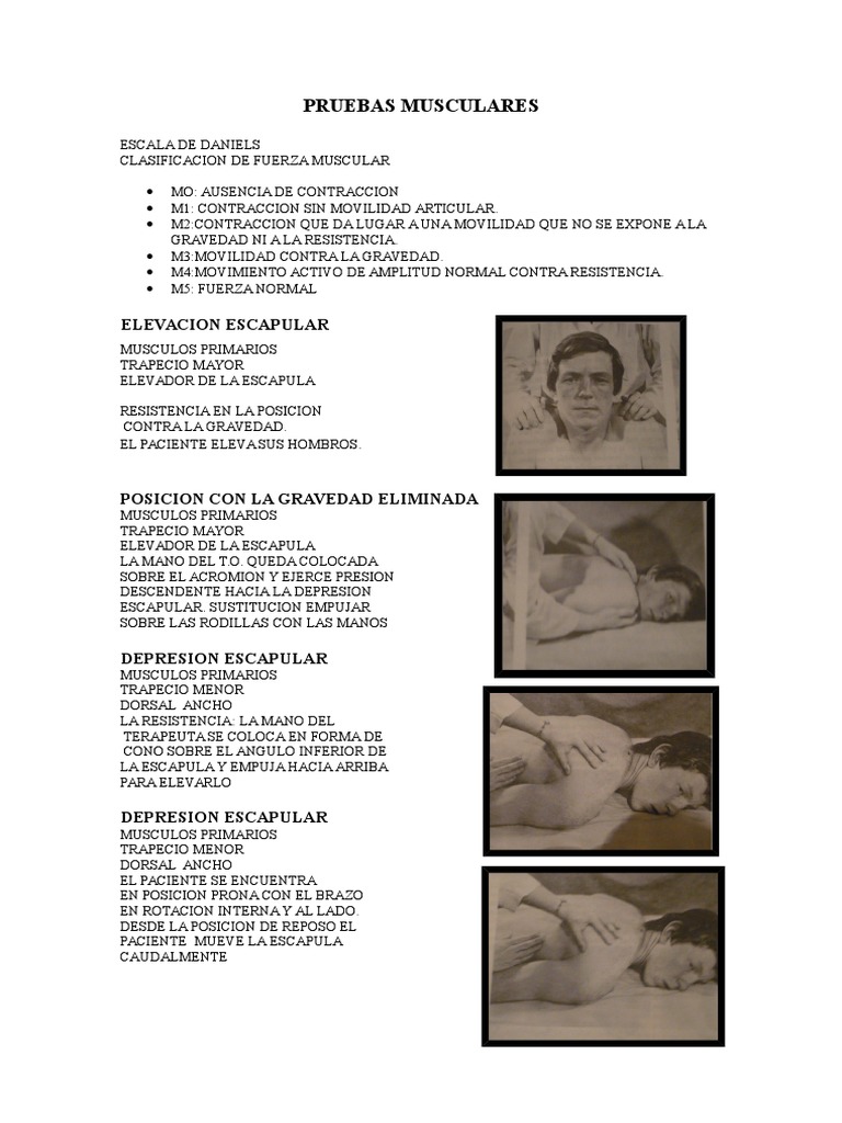 Pruebas Musculares | PDF | Términos anatómicos de movimiento ...