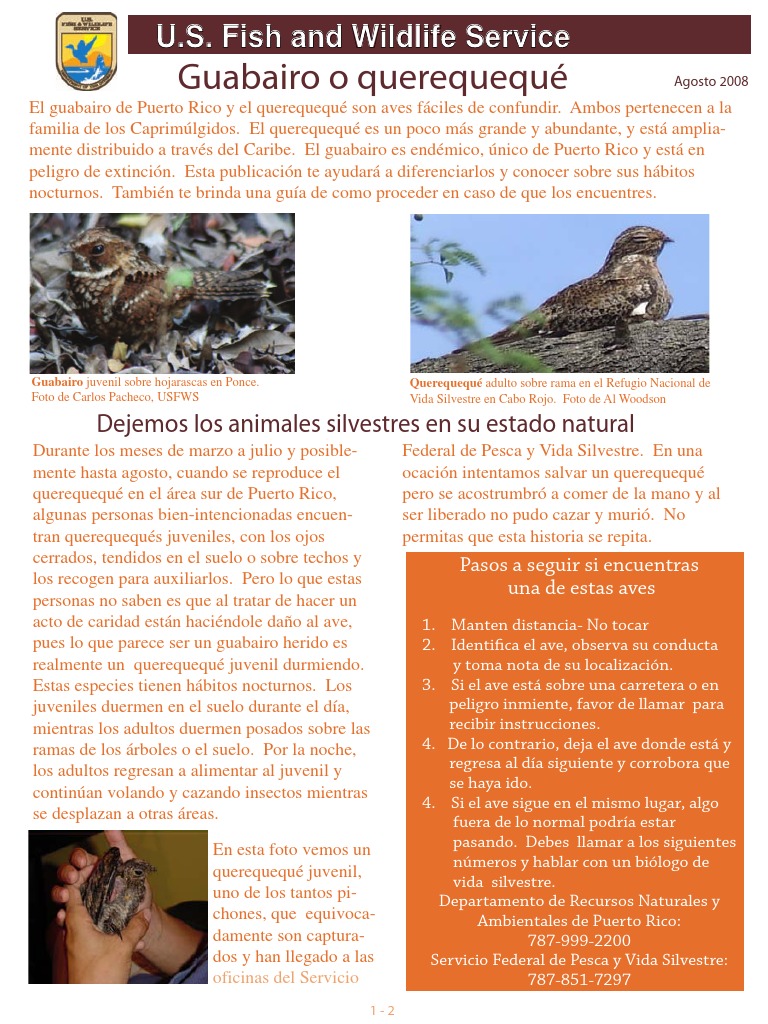 Guabairo y Querequequé | PDF | Aves | Puerto Rico