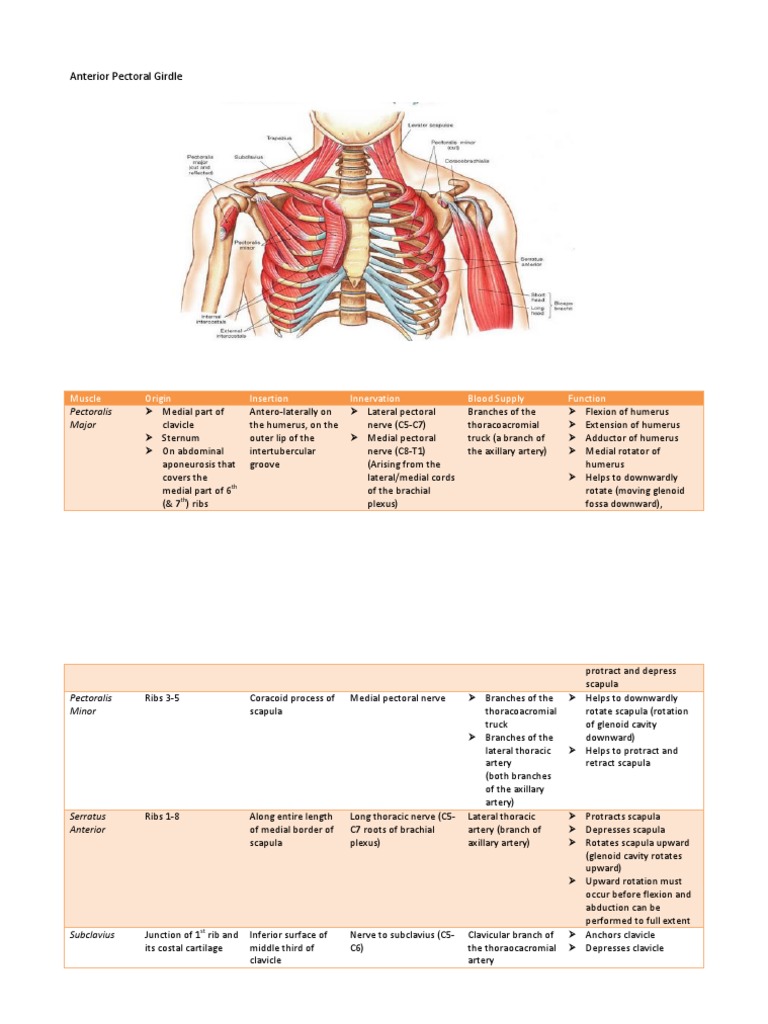 Anterior Pectoral Gridle 2014 | PDF | Arm | Musculoskeletal System