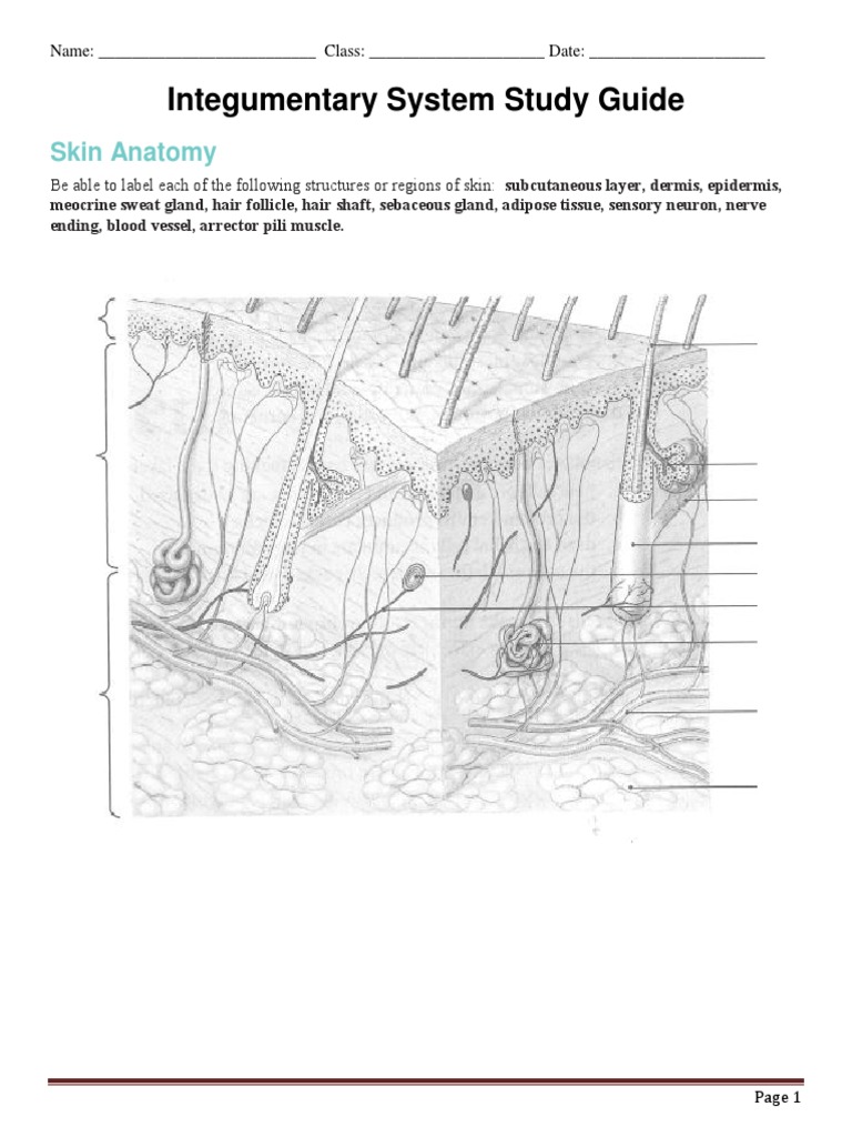 Integumentary System Study Guide | PDF | Skin | Integumentary System