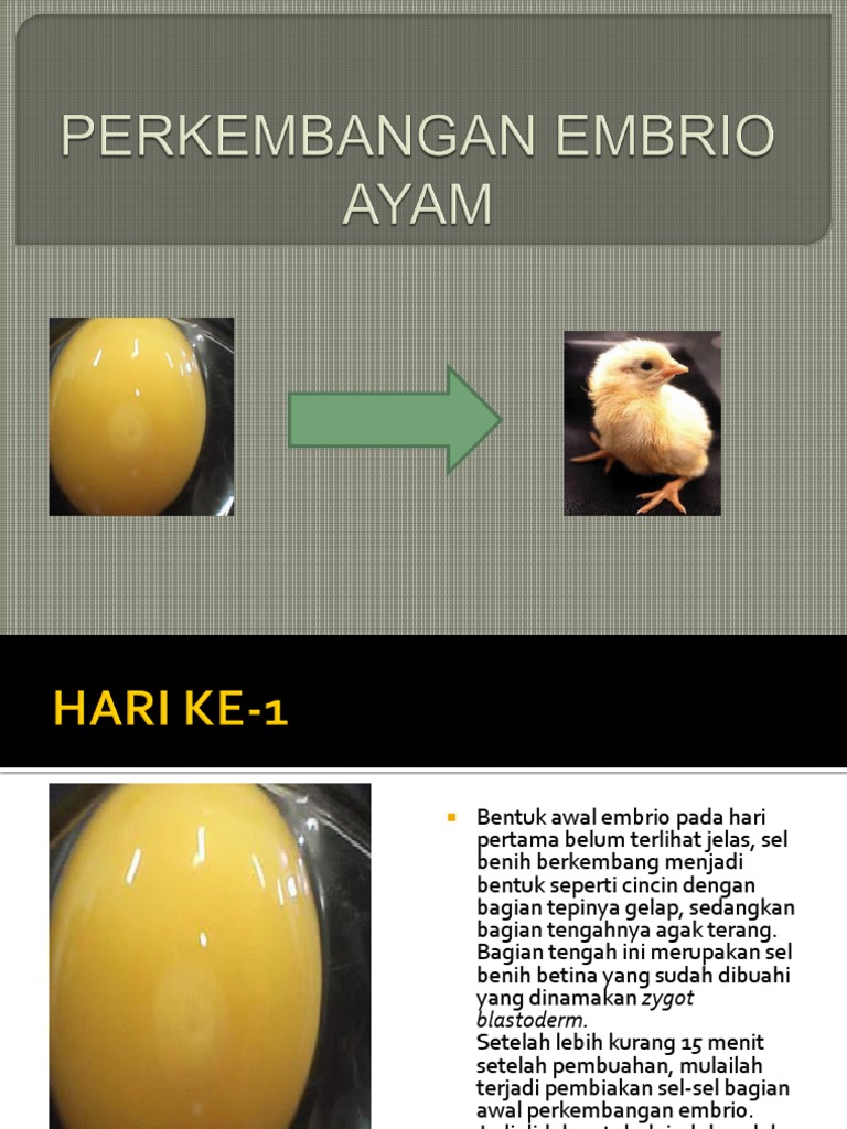 Perkembangan Embrio Ayam Tahap Awal | PDF