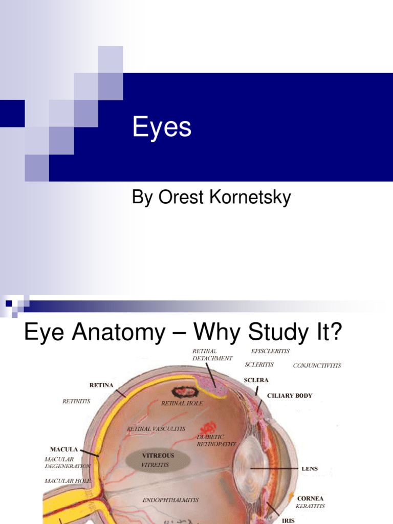 Eye Anatomy | Human Eye | Visual System