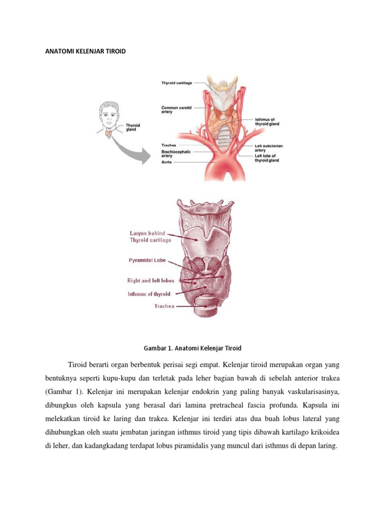 Anatomi&Fisiologi Kelenjar Tiroid BLM Ada Sitasi | PDF