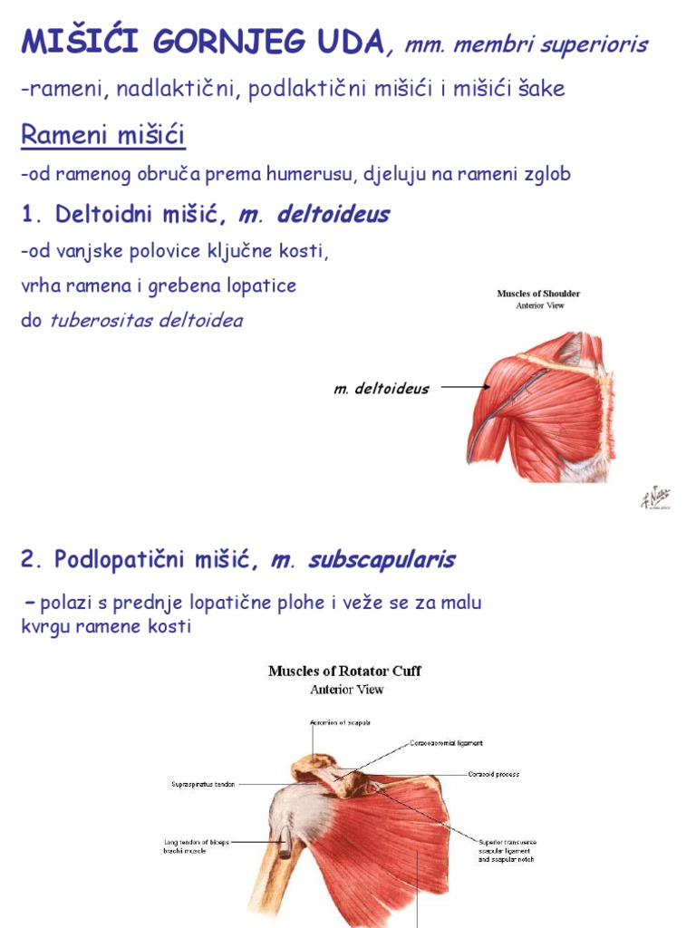 Misici Gornjih I Donjih Udova | PDF