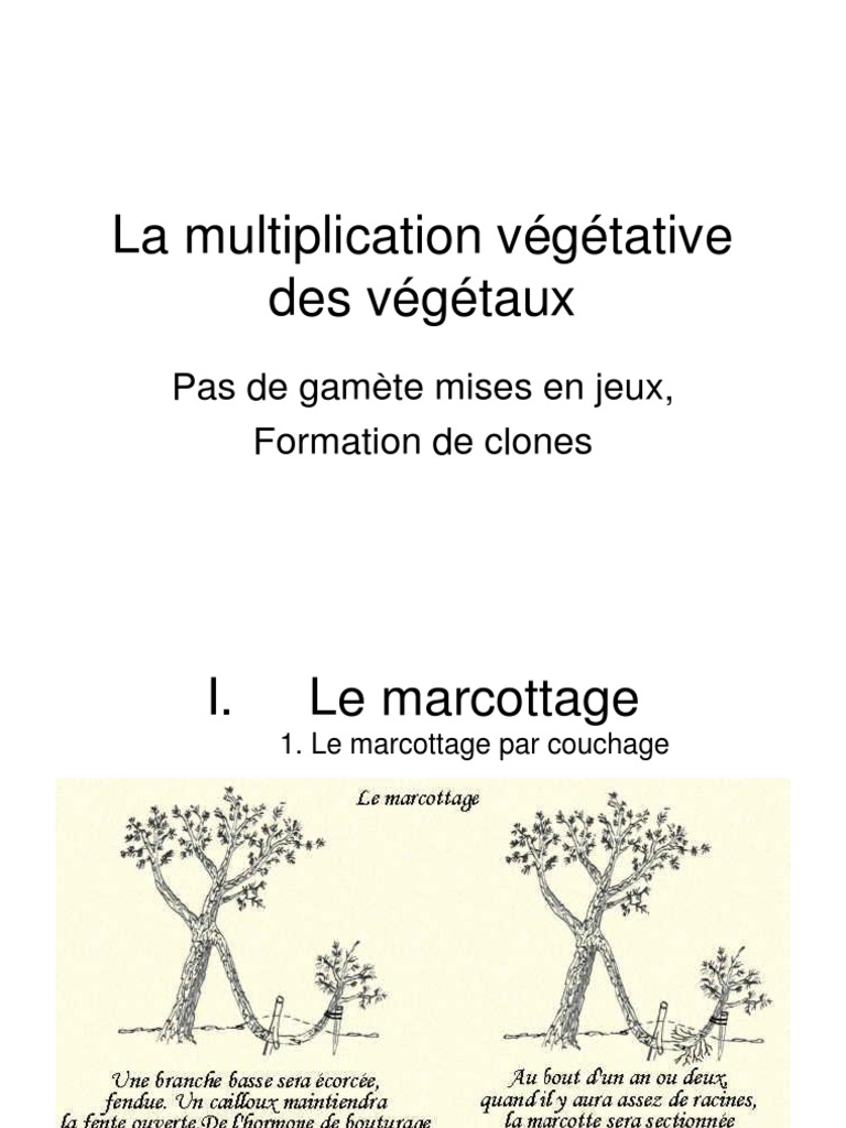 7.1 La Multiplication Vegetative Des Vegetaux | PDF | Tige (Plante ...